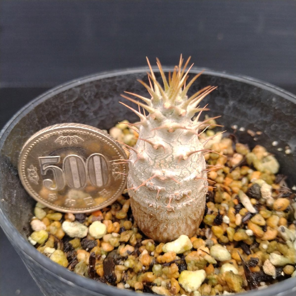 Yahoo!オークション - 9067 「実生」パキポディウム グラキリス【種か...