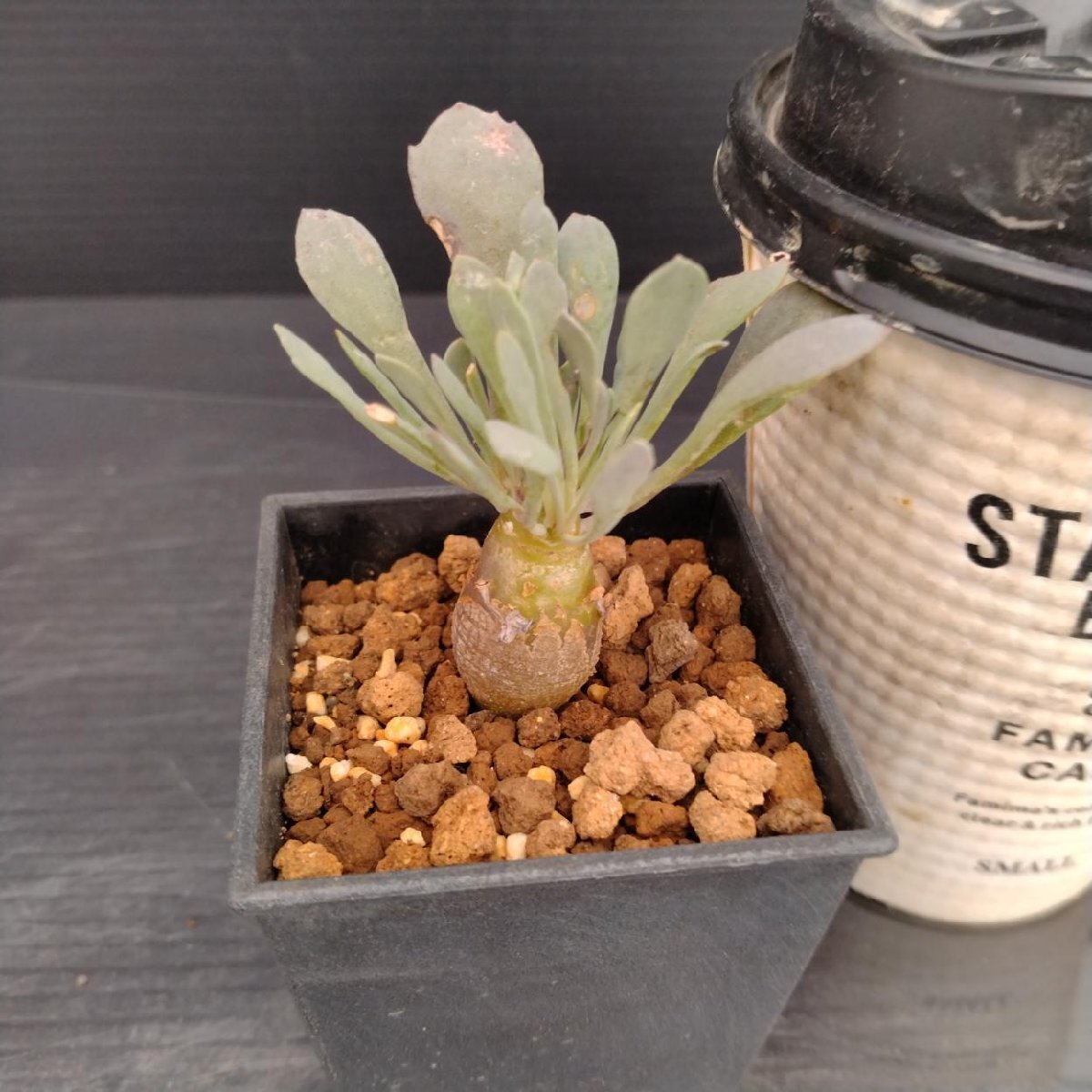 Yahoo!オークション - 8287「実生」オトンナ ユーフォルビオイデス 植...