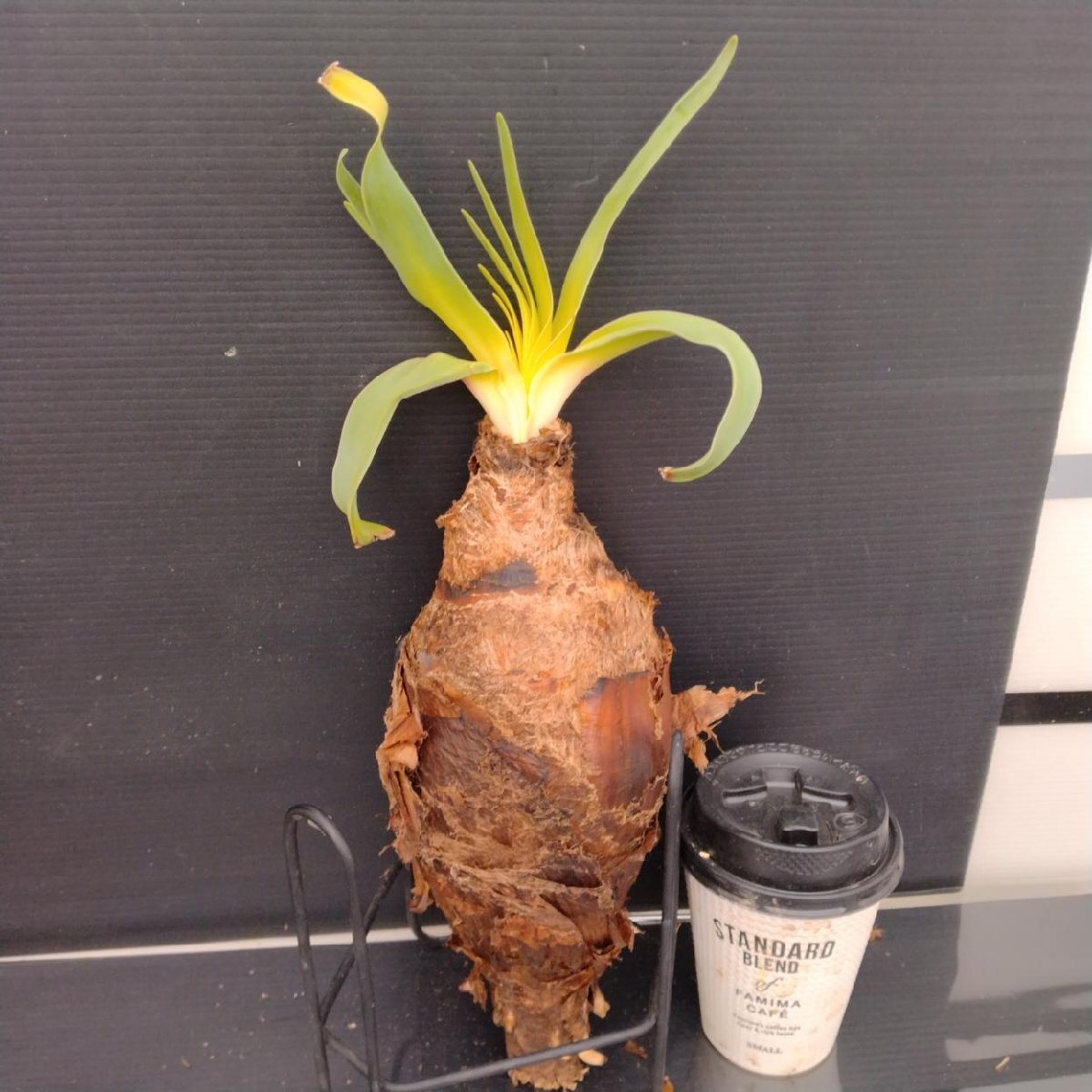 2469 球根植物 ブーファン ディスティチャ 大 抜き苗 3/24最新到着 美株 Boophane disticha 多肉植物(観葉植物)｜売買されたオークション情報、yahooの商品情報を ...