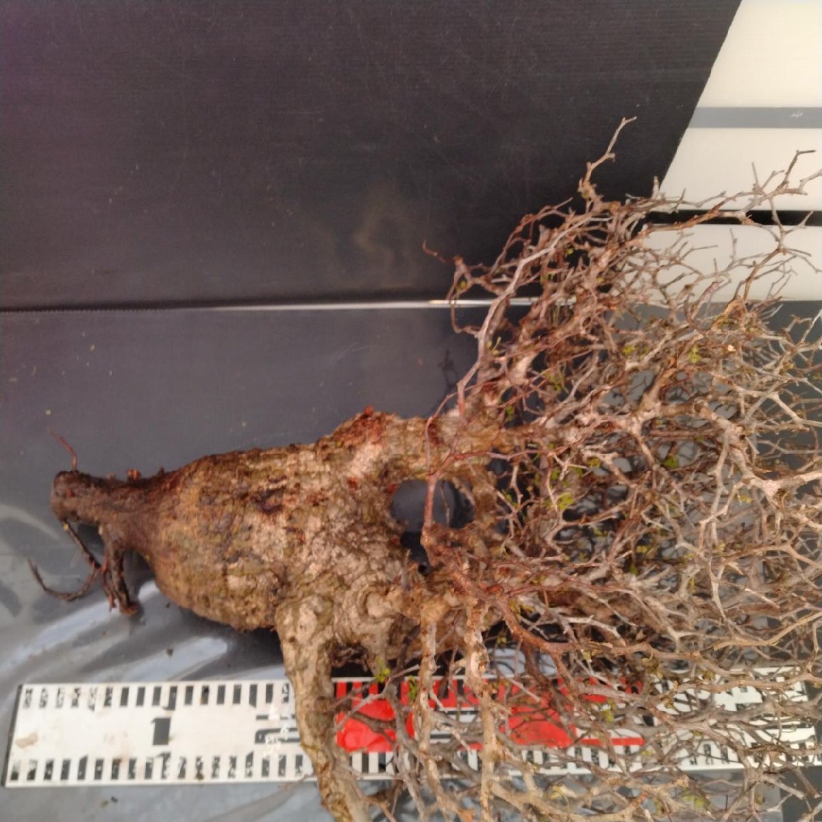 Yahoo!オークション - 2759 「塊根植物」マダガスカル特急便 オペルク...