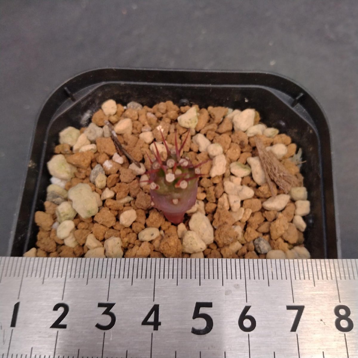 Yahoo!オークション - 5043 「実生」ユーフォルビア パキポディオイデ...