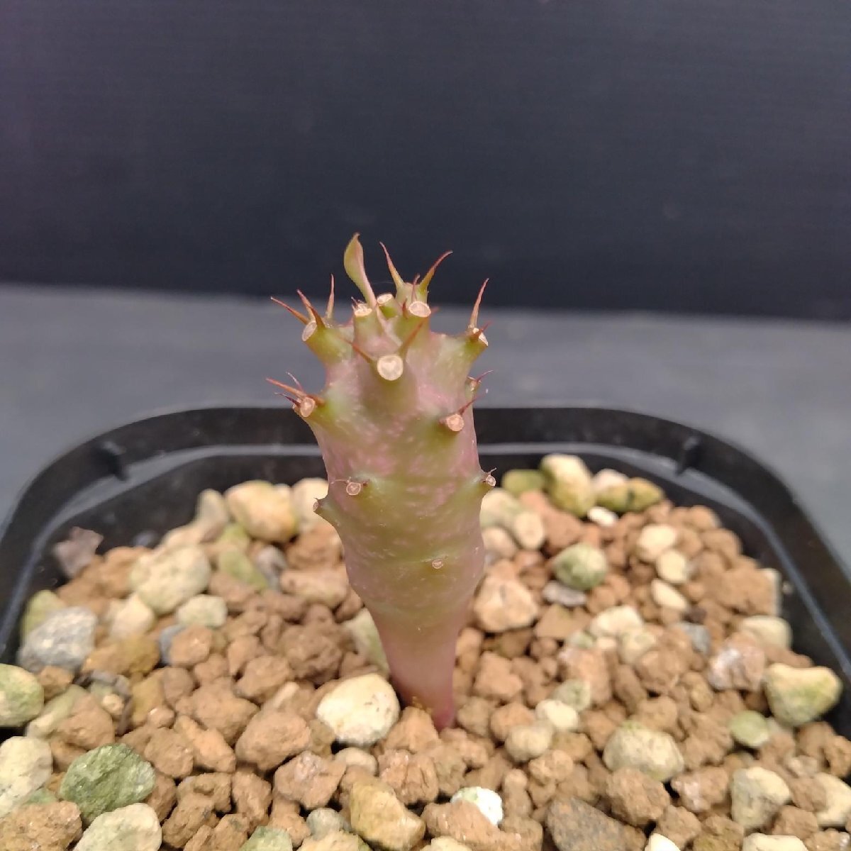 Yahoo!オークション - 5046 「実生」ユーフォルビア パキポディオイデ...