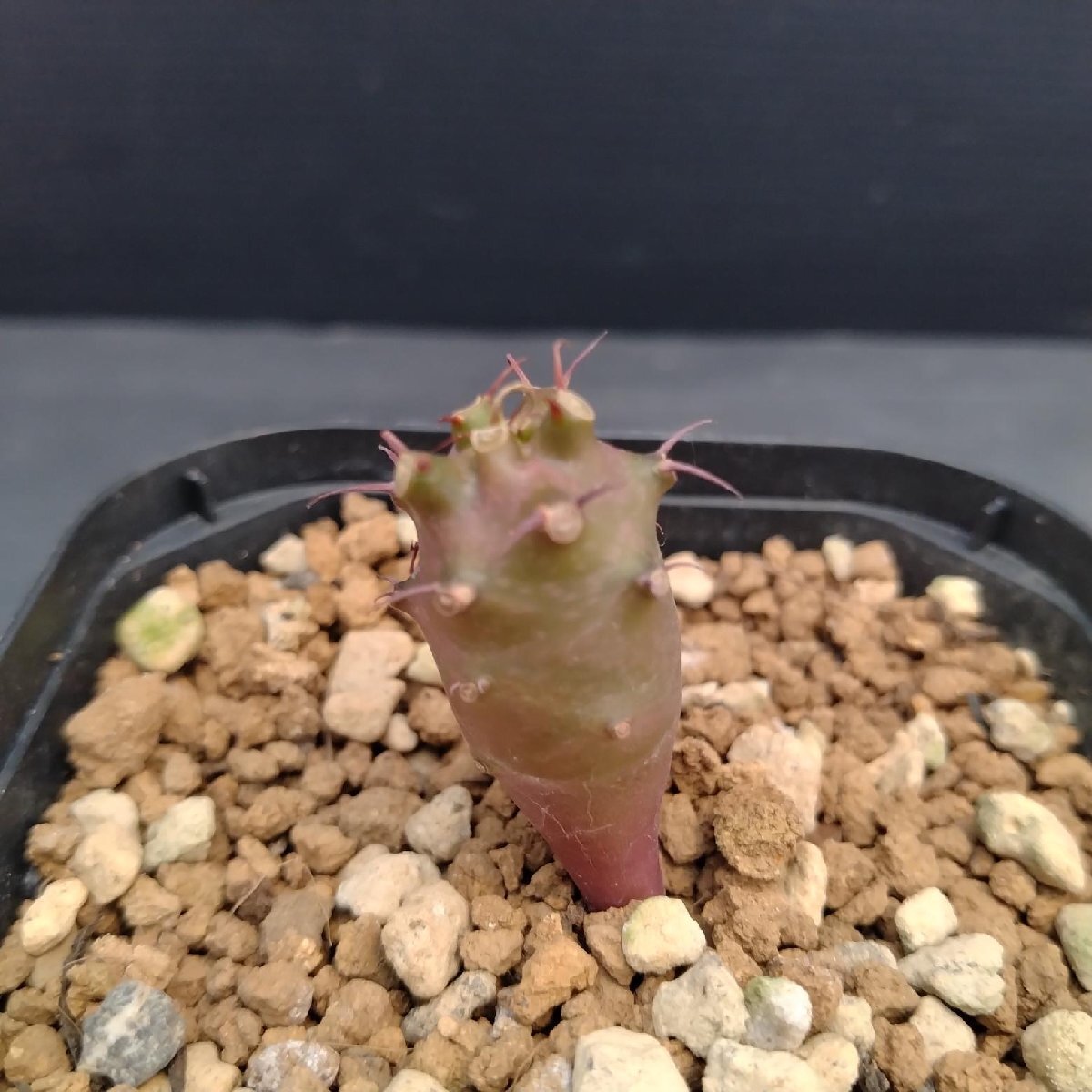 Yahoo!オークション - 5044 「実生」ユーフォルビア パキポディオイデ...