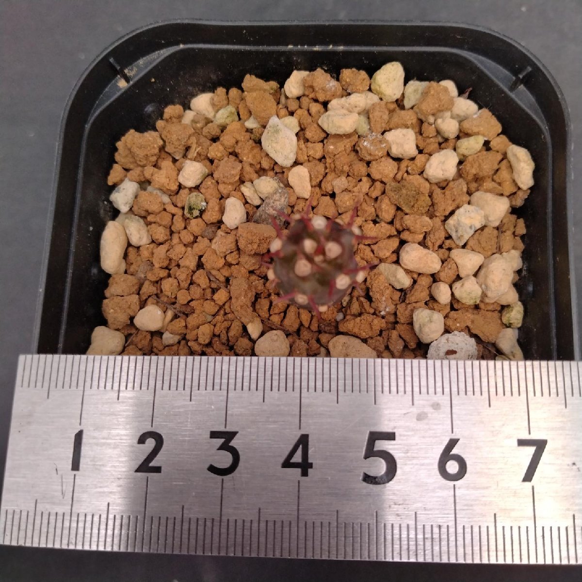 Yahoo!オークション - 5042 「実生」ユーフォルビア パキポディオイデ...