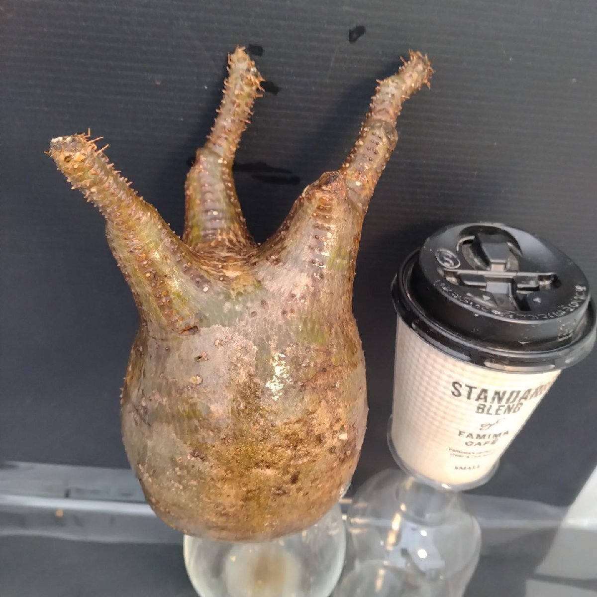 Yahoo!オークション - 4561 「塊根植物」パキポディウム グラキリスS ...