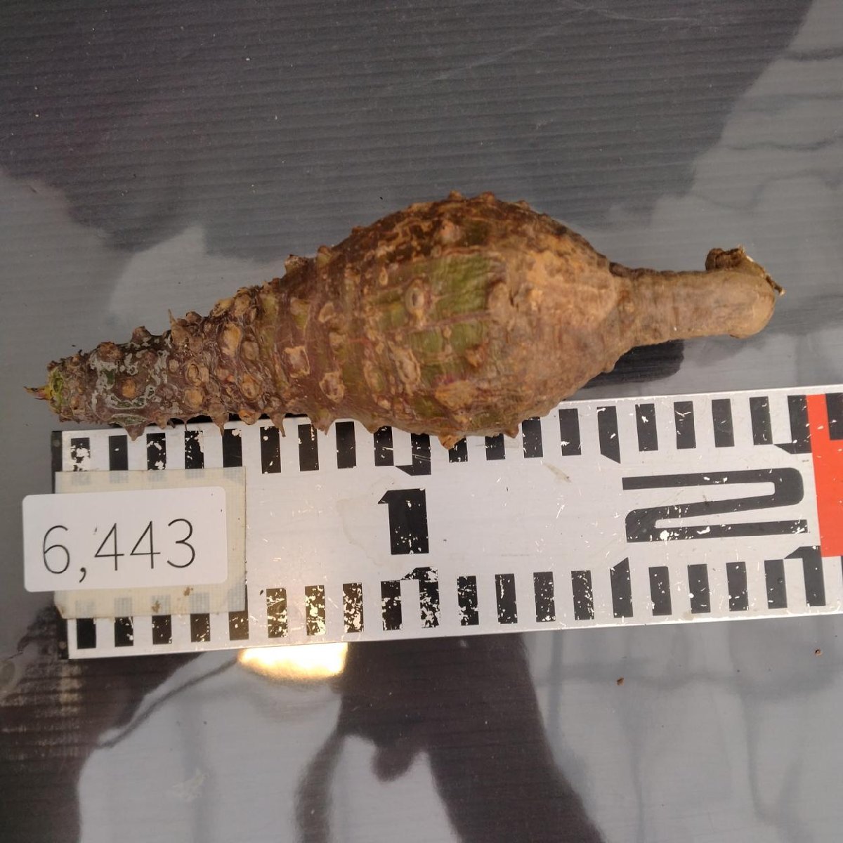 Yahoo!オークション - 6443 「塊根植物」ユーフォルビア パキポディオ...