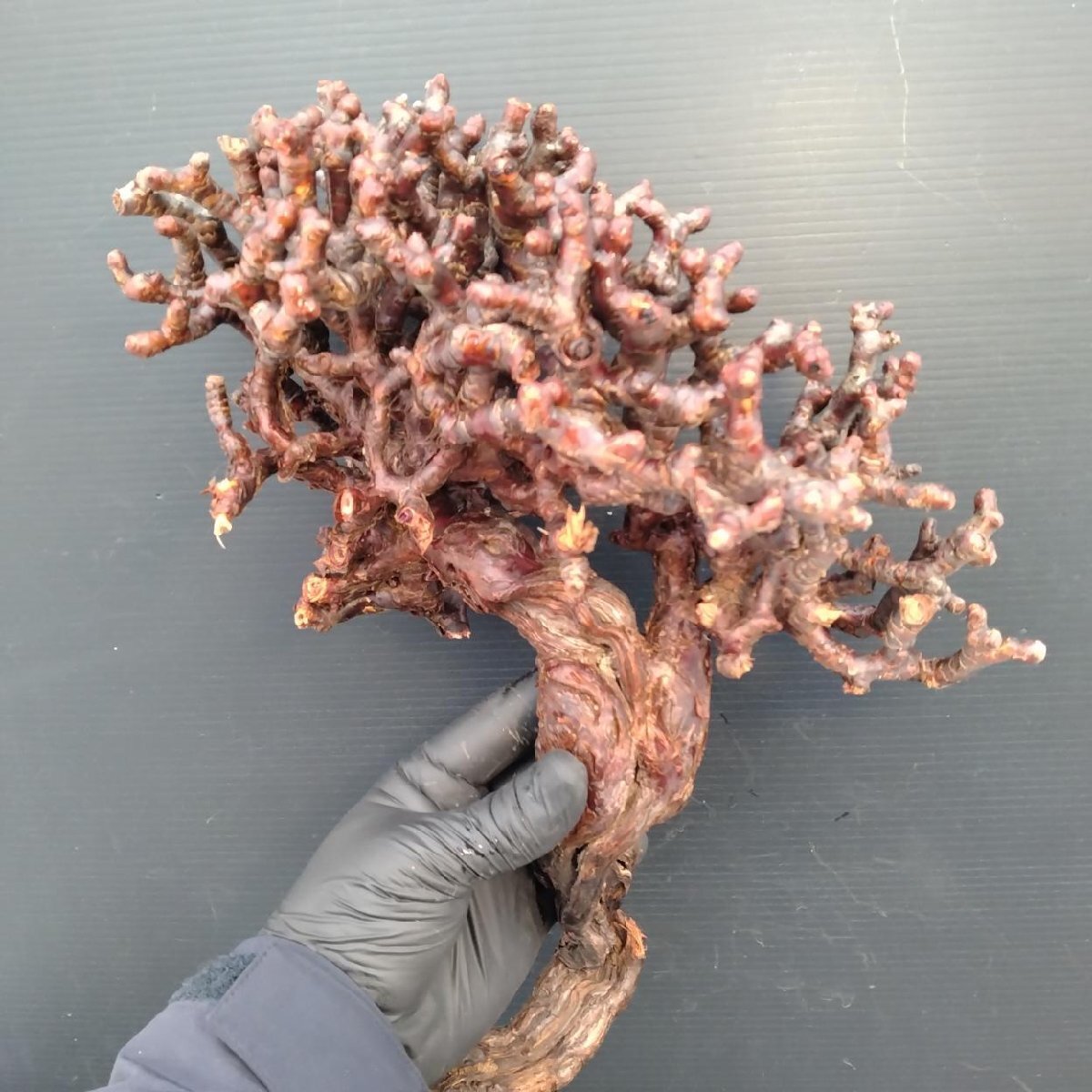 Yahoo!オークション - 7627 「塊根植物」ペラルゴニウム ミラビレ 抜き...