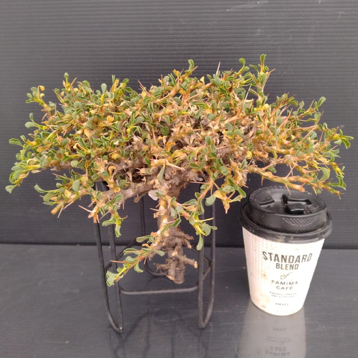 Yahoo!オークション - 6373 「多肉植物」サルコカウロン バンデリエテ...