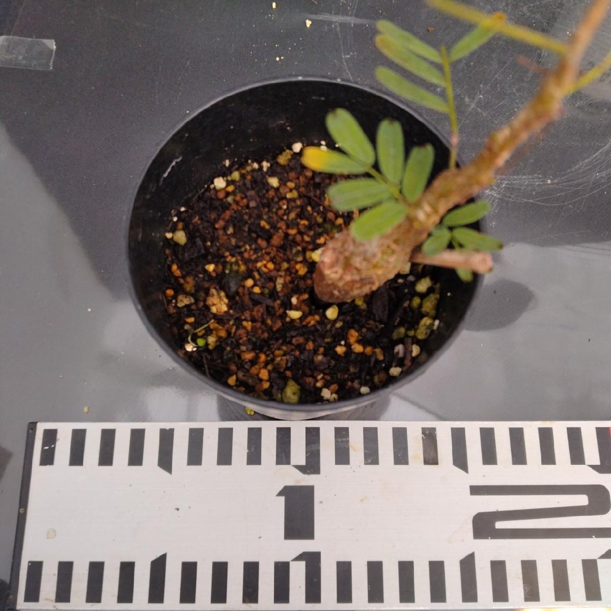 Yahoo!オークション - 5864 「実生」センナ メリディオナリス【種から...