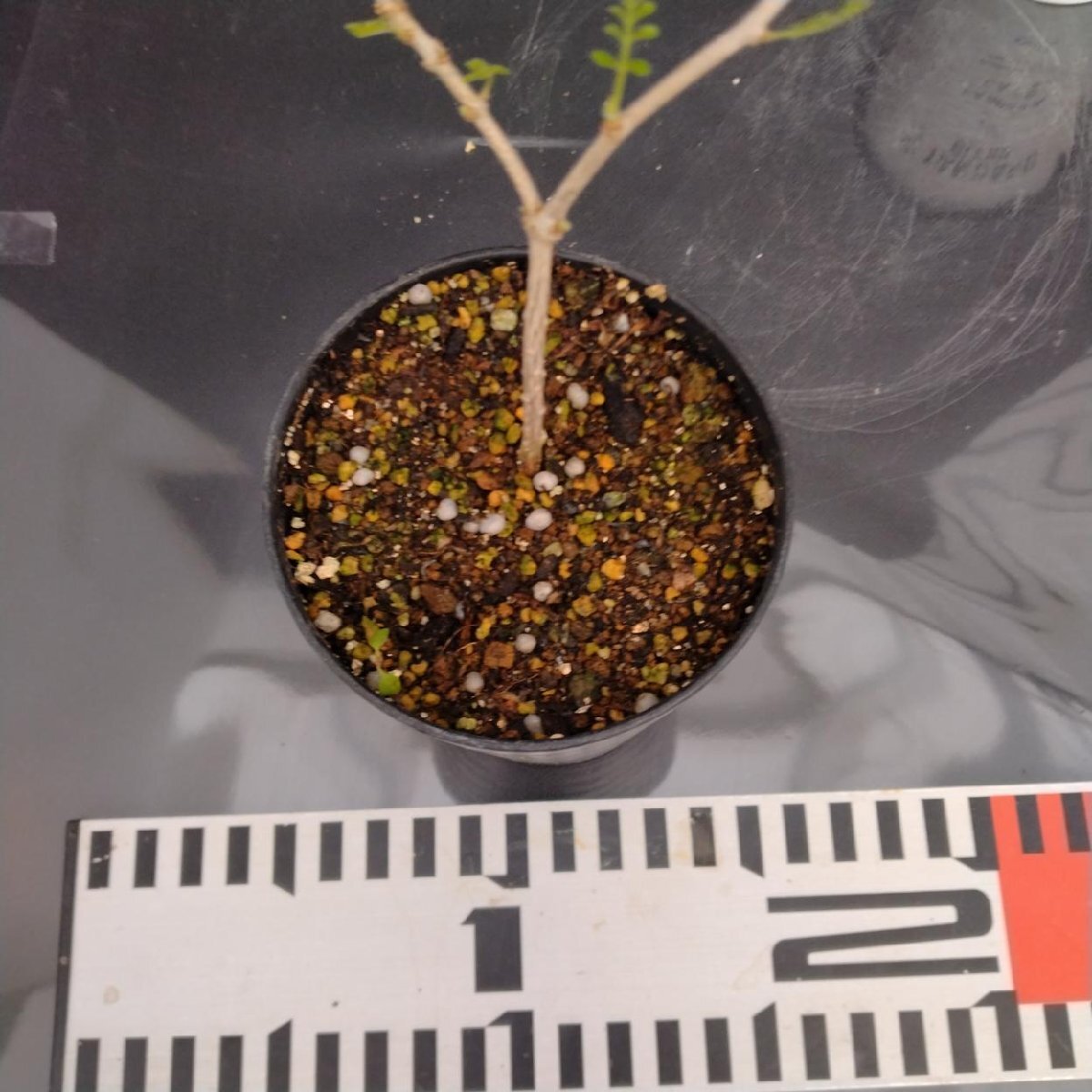 Yahoo!オークション - 5843 「実生株」オペルクリカリア ヒファエノイ...