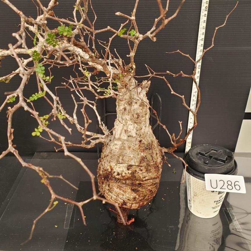 Yahoo!オークション - U286 「塊根植物」マダガスカル特急便オペルクリ...