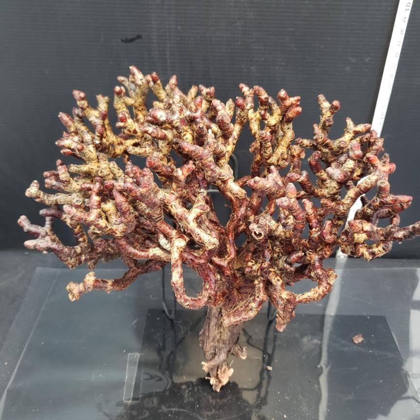 Yahoo!オークション - 6147 「塊根植物」ペラルゴニウム ミラビレ 抜き...