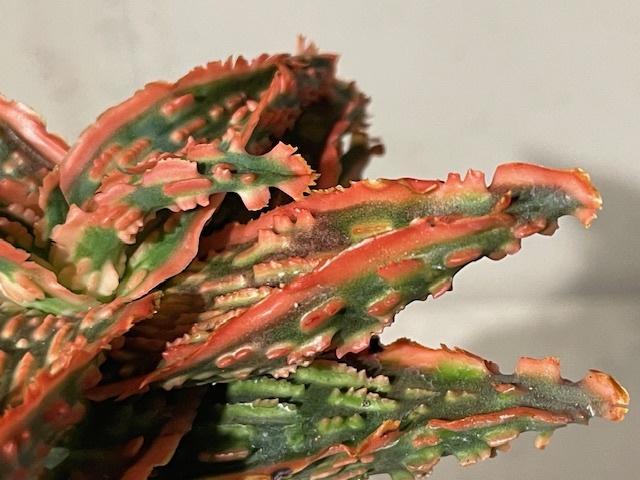 Yahoo!オークション - Plant アロエ ALOE TCT.HYBRID/ハイブリッド W11...