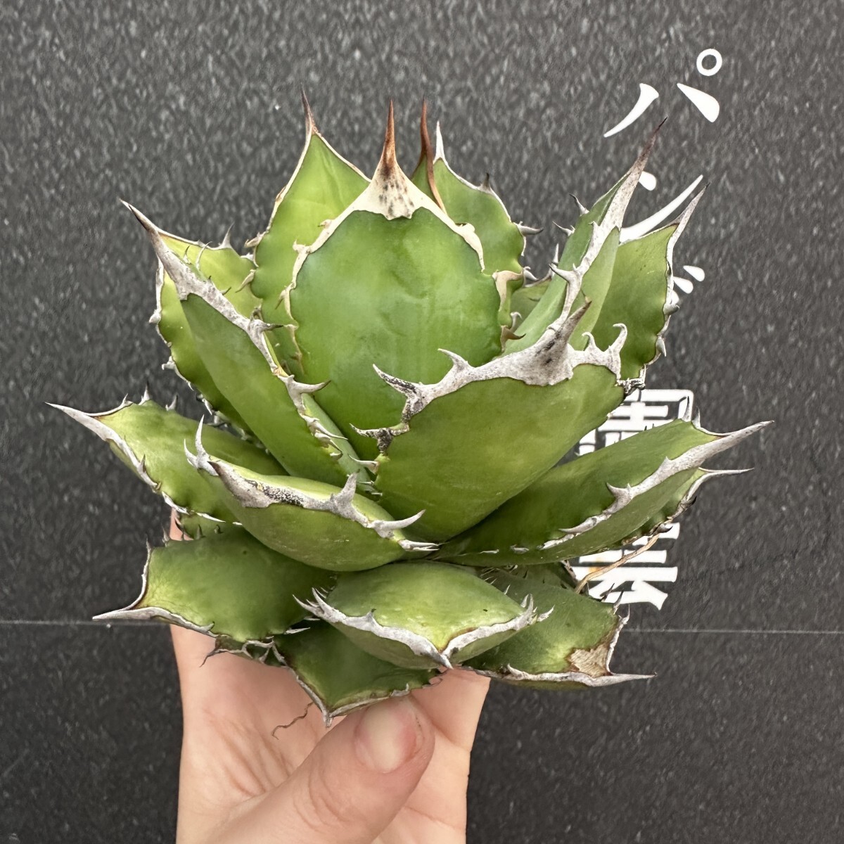 Yahoo!オークション - L80【パンダ園芸】【AGAVE TITANOTA FO-076】 ア...