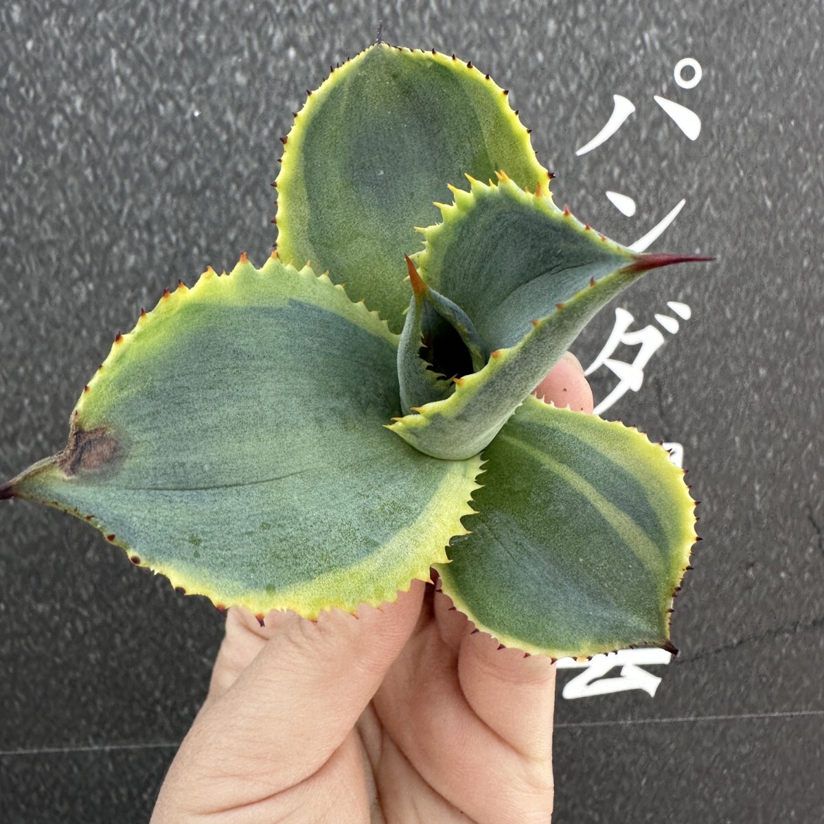 Yahoo!オークション - Y66【パンダ園芸】アガベ ドラド ドラゴントゥー...