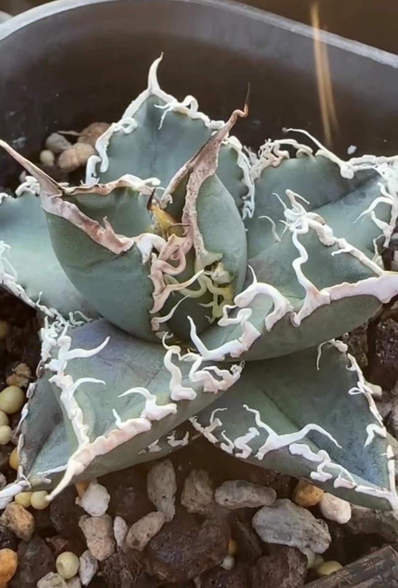 Yahoo!オークション - Y68 【パンダ園芸】 アガベ チタノタ 眼鏡蛇コブ...