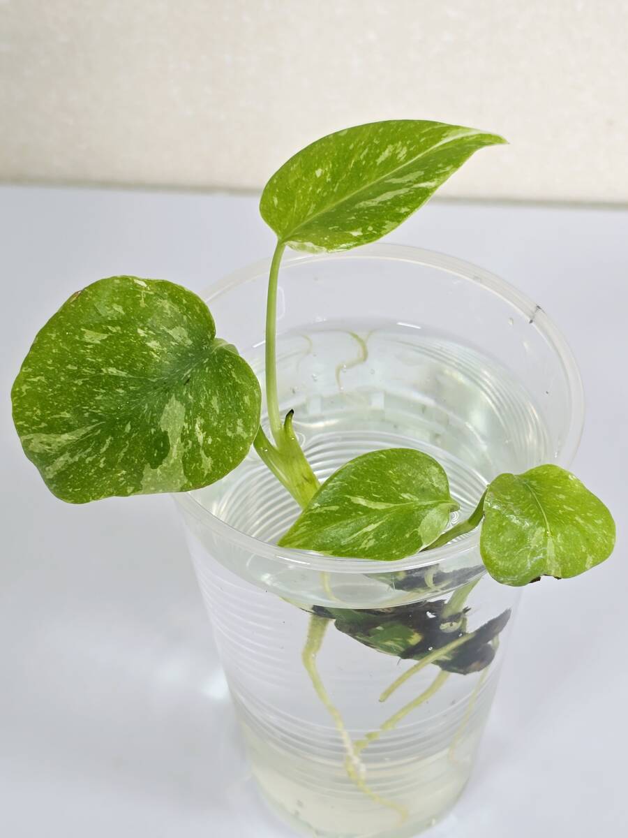 Yahoo!オークション - 斑入りモンステラ・イエローモンスター・タイコ...