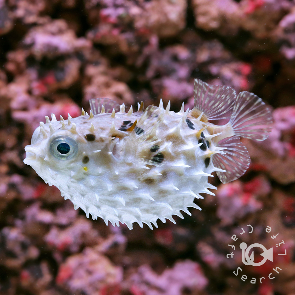 Yahoo!オークション - メイタイシガキフグ 約8～11cm