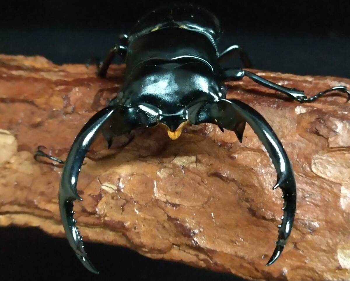 Yahoo!オークション - 【BLACKLINE】 ウエストウッディLs2019 ♂77♀4...