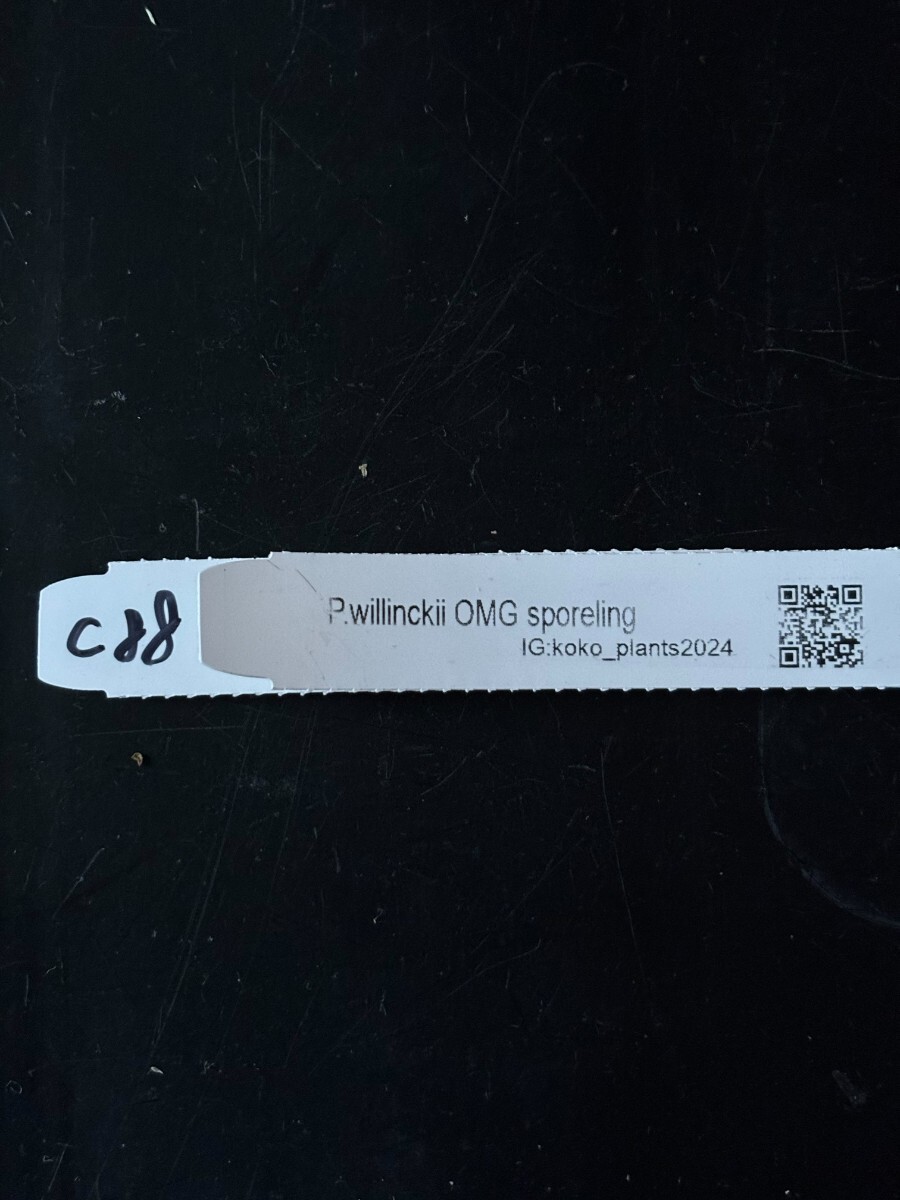 Yahoo!オークション - C88 P.Willinckii O.M.G sporeling