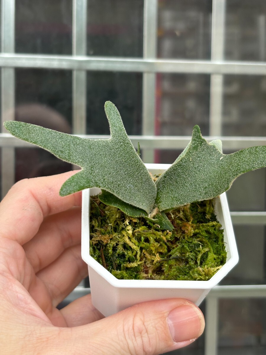 Yahoo!オークション - E77 P.Willinckii Bacteria sporeling