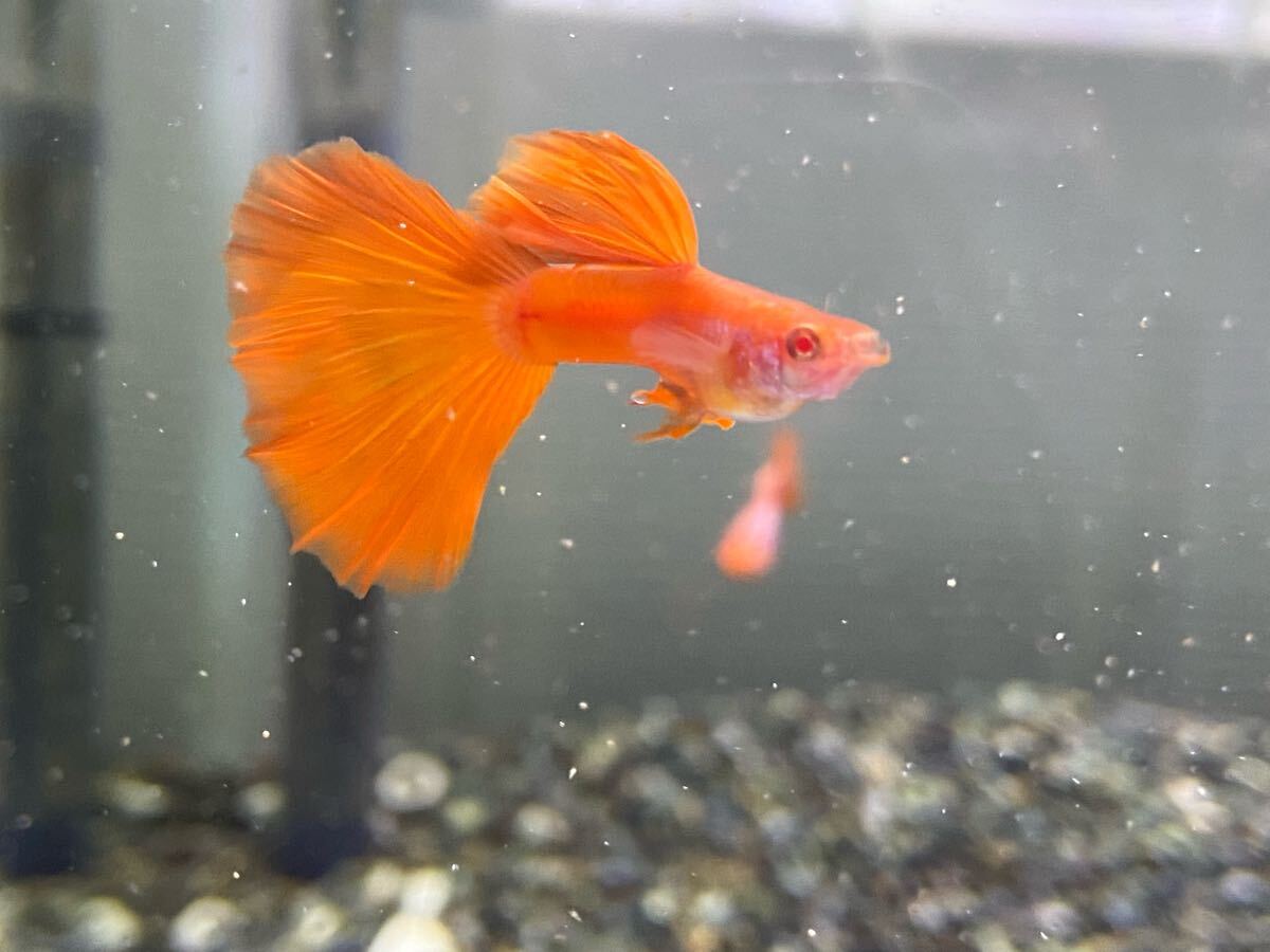 Yahoo!オークション - RREA フルレッド1ペア【193】