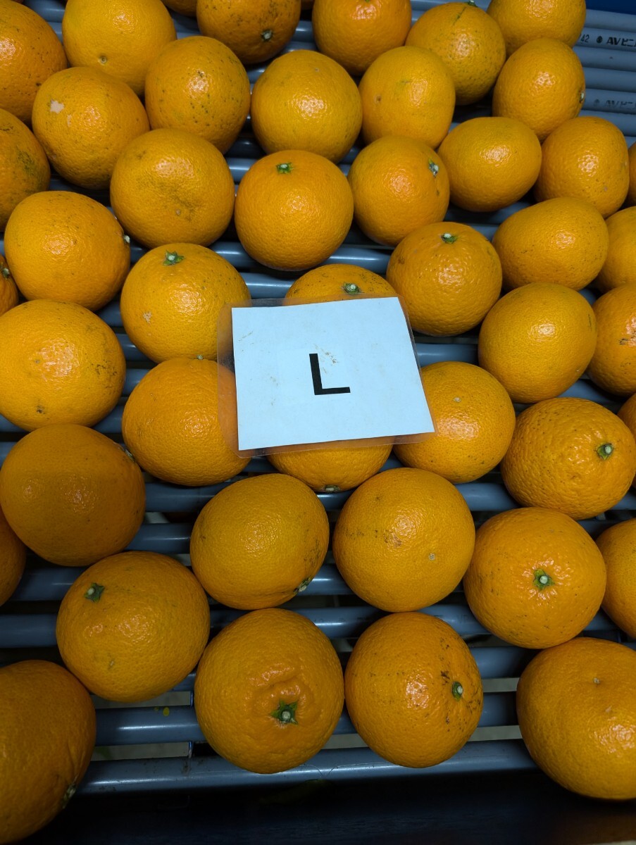 Yahoo!オークション - 愛媛西宇和産 清見タンゴール L 5kg