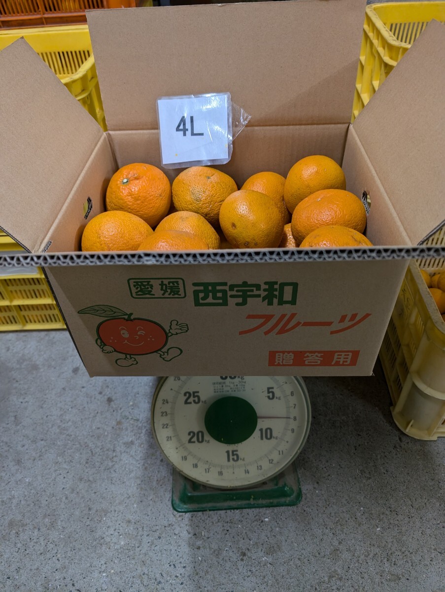 Yahoo!オークション - 愛媛西宇和産 清見タンゴール 4L 8kg