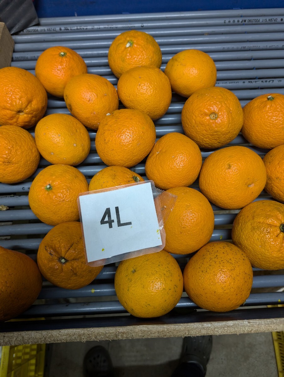 Yahoo!オークション - 愛媛西宇和産 清見タンゴール 4L 8kg