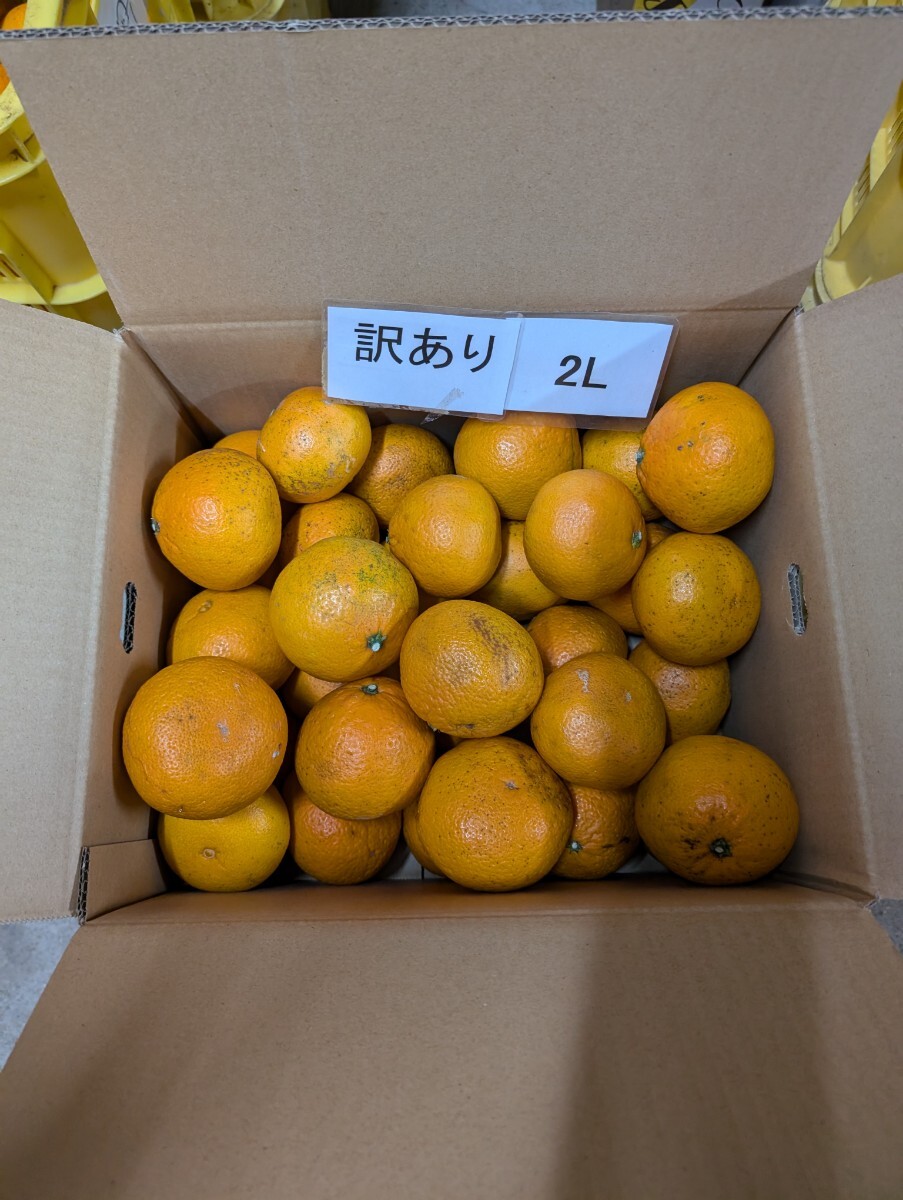 Yahoo!オークション - 愛媛西宇和産 清見タンゴール 2L訳あり 8kg