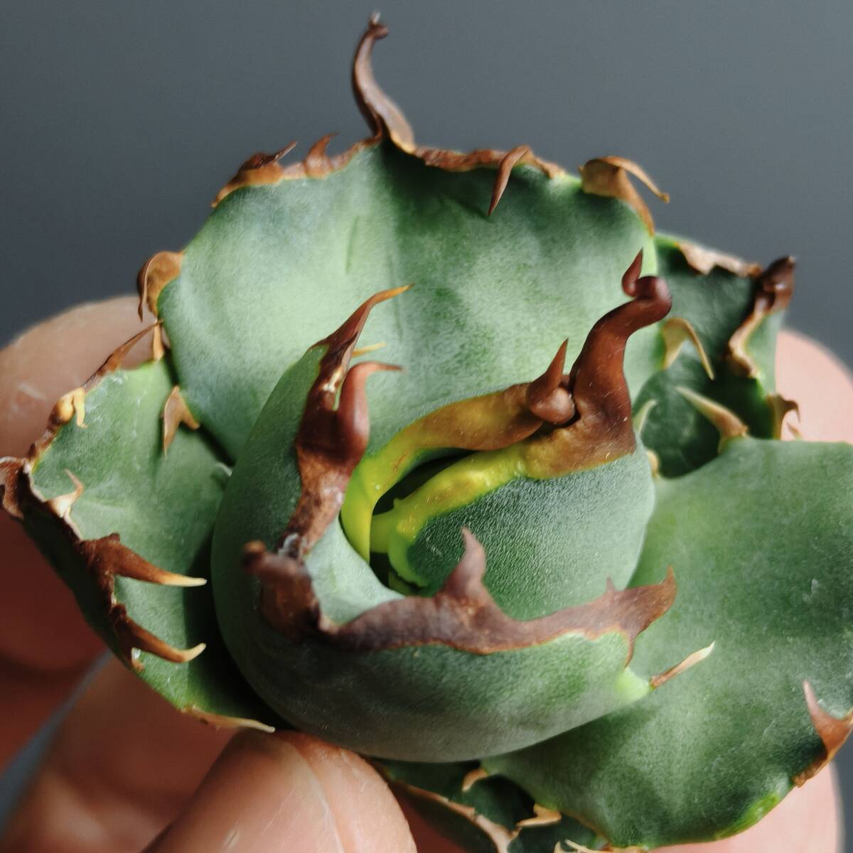 Yahoo!オークション - 【龍園觀】No.A89 特選 アガベ チタノタ " 海...