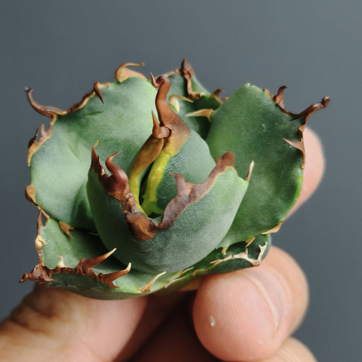 Yahoo!オークション - 【龍園觀】No.A89 特選 アガベ チタノタ " 海...