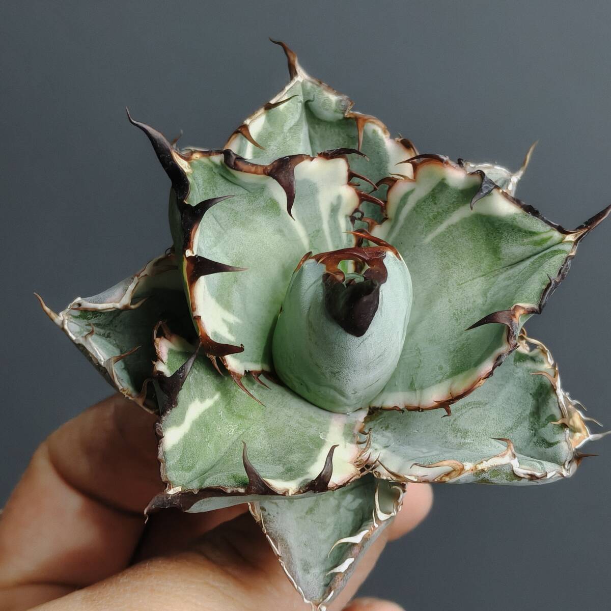 Yahoo!オークション - 【龍園觀】No.W27 特選 アガベ チタノタ " BB...