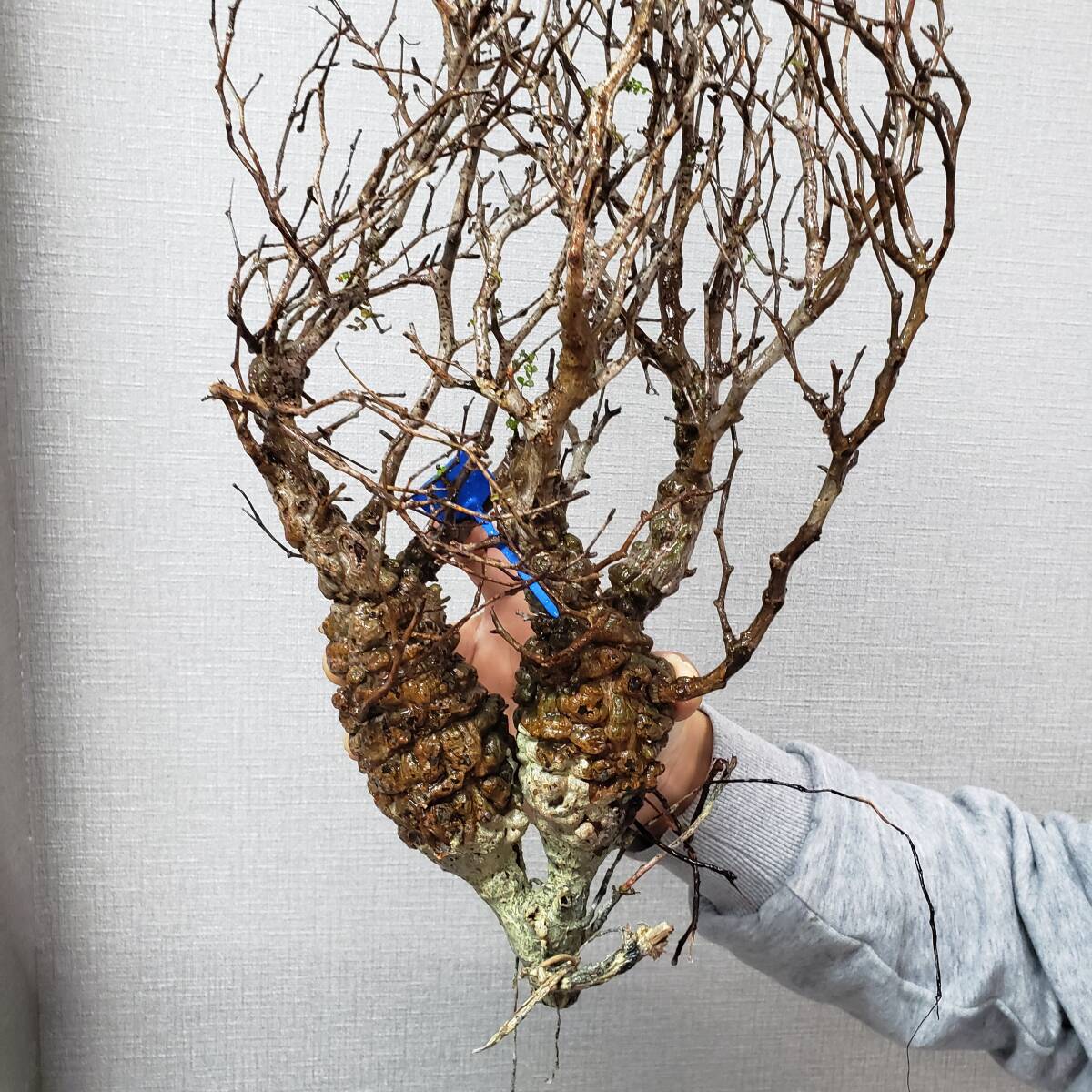 Yahoo!オークション - 双頭A39 3/26 到着 山採り新鮮ベアルート株オペ...