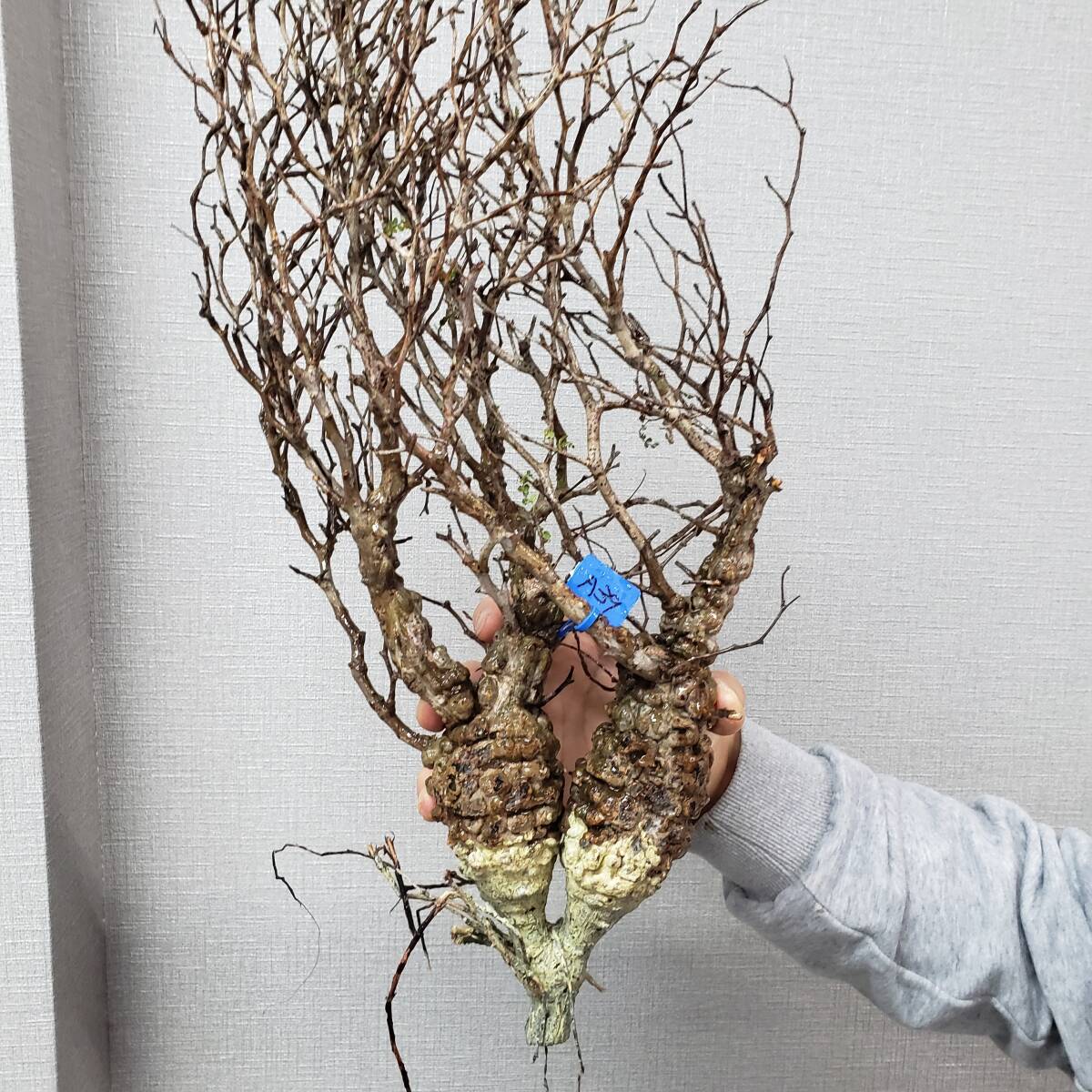 Yahoo!オークション - 双頭A39 3/26 到着 山採り新鮮ベアルート株オペ...