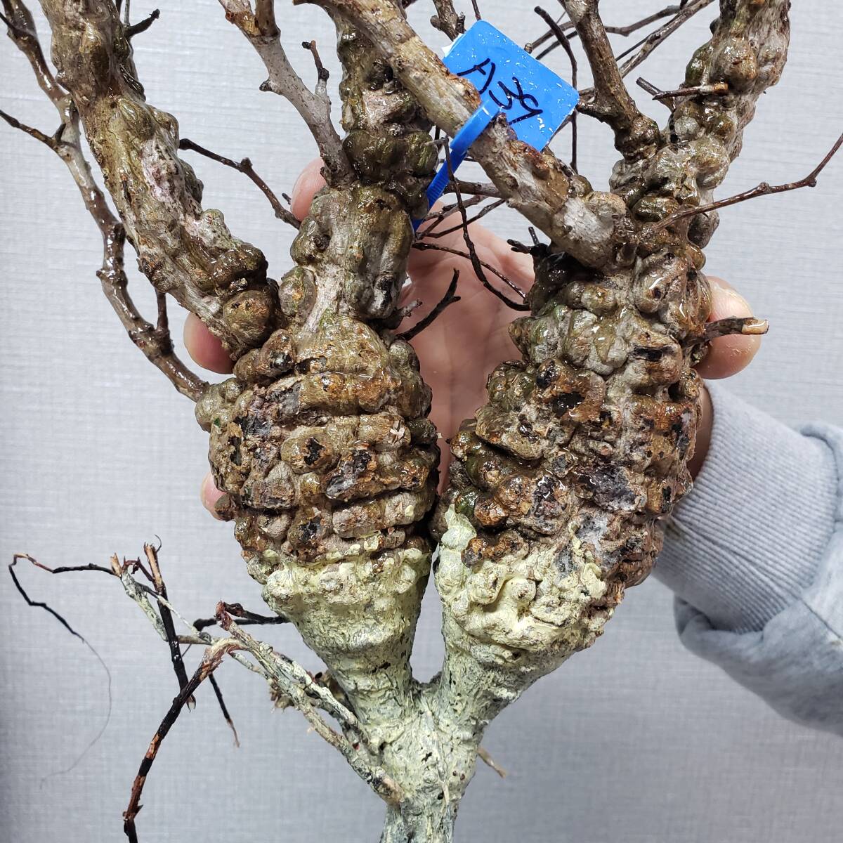 Yahoo!オークション - 双頭A39 3/26 到着 山採り新鮮ベアルート株オペ...