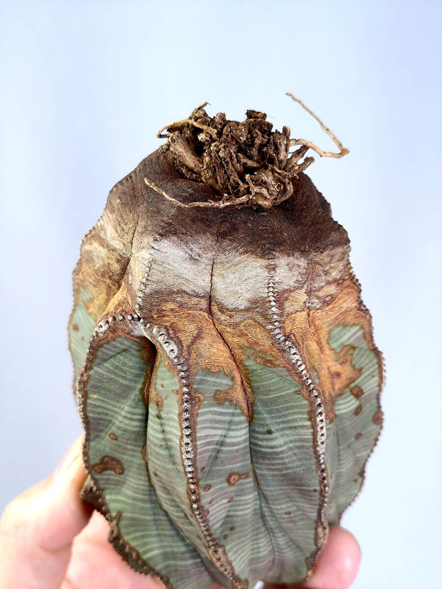 Yahoo!オークション - 希少大株 W8.5cm オールドオベサ ユーフォルビ...