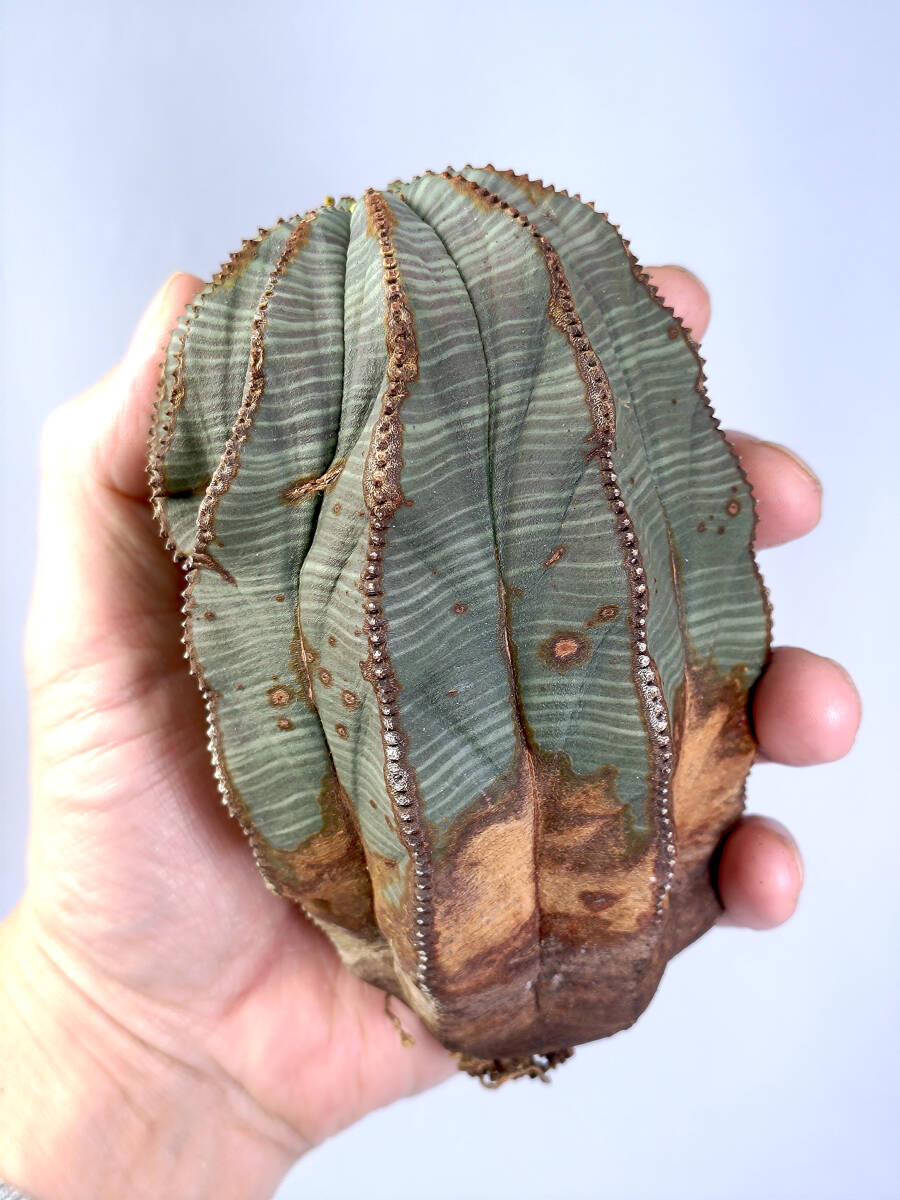 Yahoo!オークション - 希少大株 W8.5cm オールドオベサ ユーフォルビ...