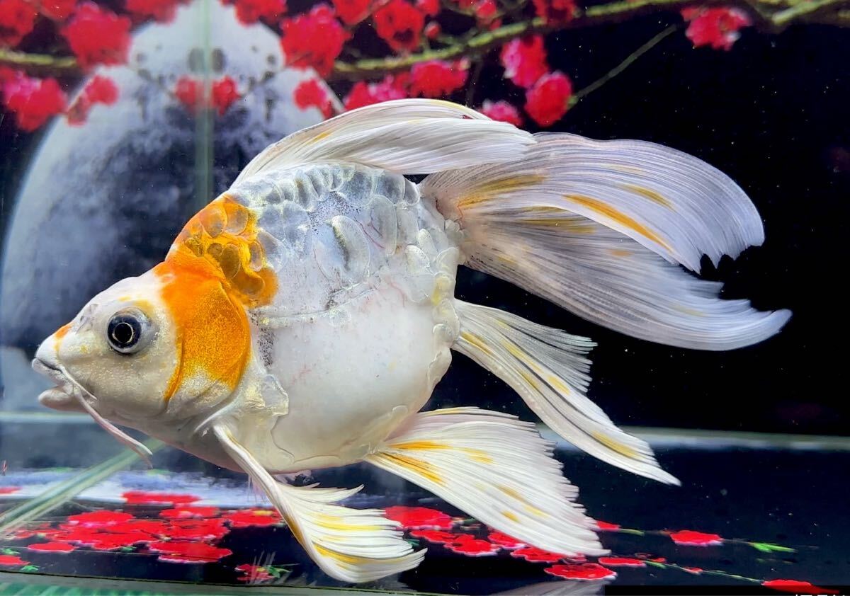 Yahoo!オークション - GPH VIP 達磨 ドイツヒレナガ鯉 ウルトラ ショ...