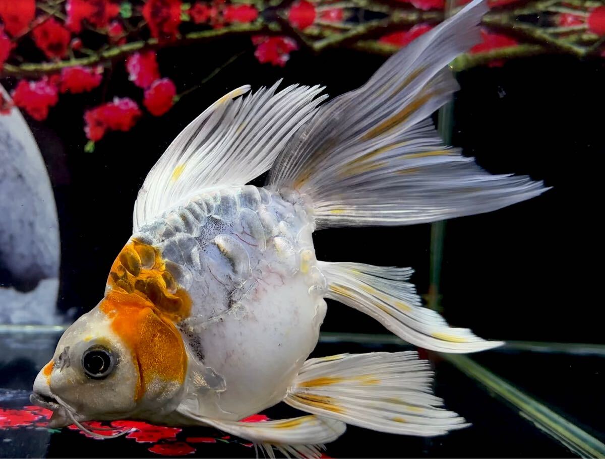 Yahoo!オークション - GPH VIP 達磨 ドイツヒレナガ鯉 ウルトラ ショ...