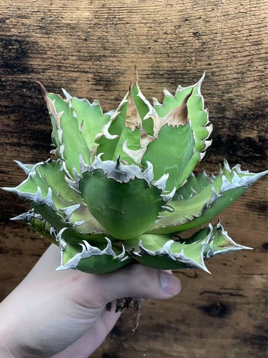 Yahoo!オークション - 024-3 ANアガベチタノタ 多肉植物 REDCAT ゴリ猫...