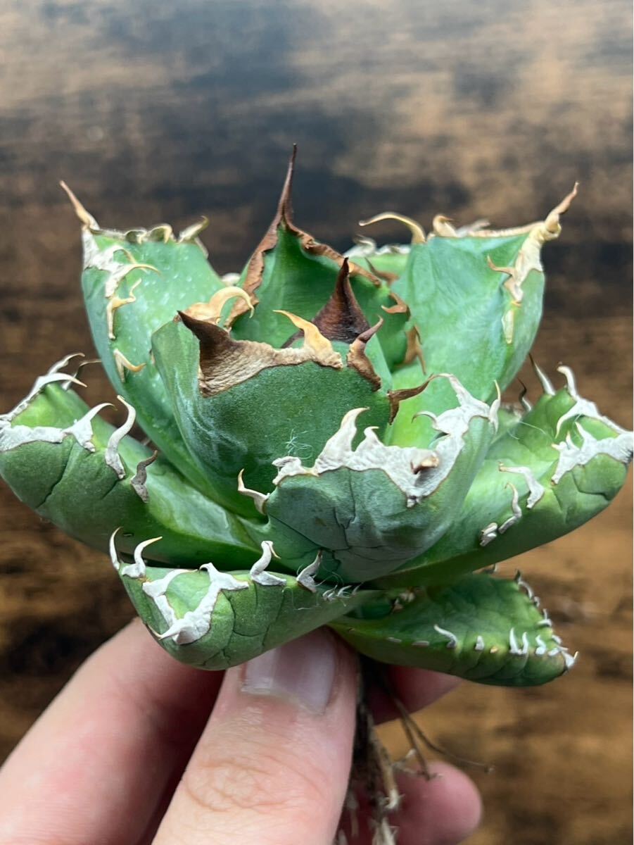 Yahoo!オークション - 014-2ANアガベチタノタ 魔丸 優良血統子株 強刺