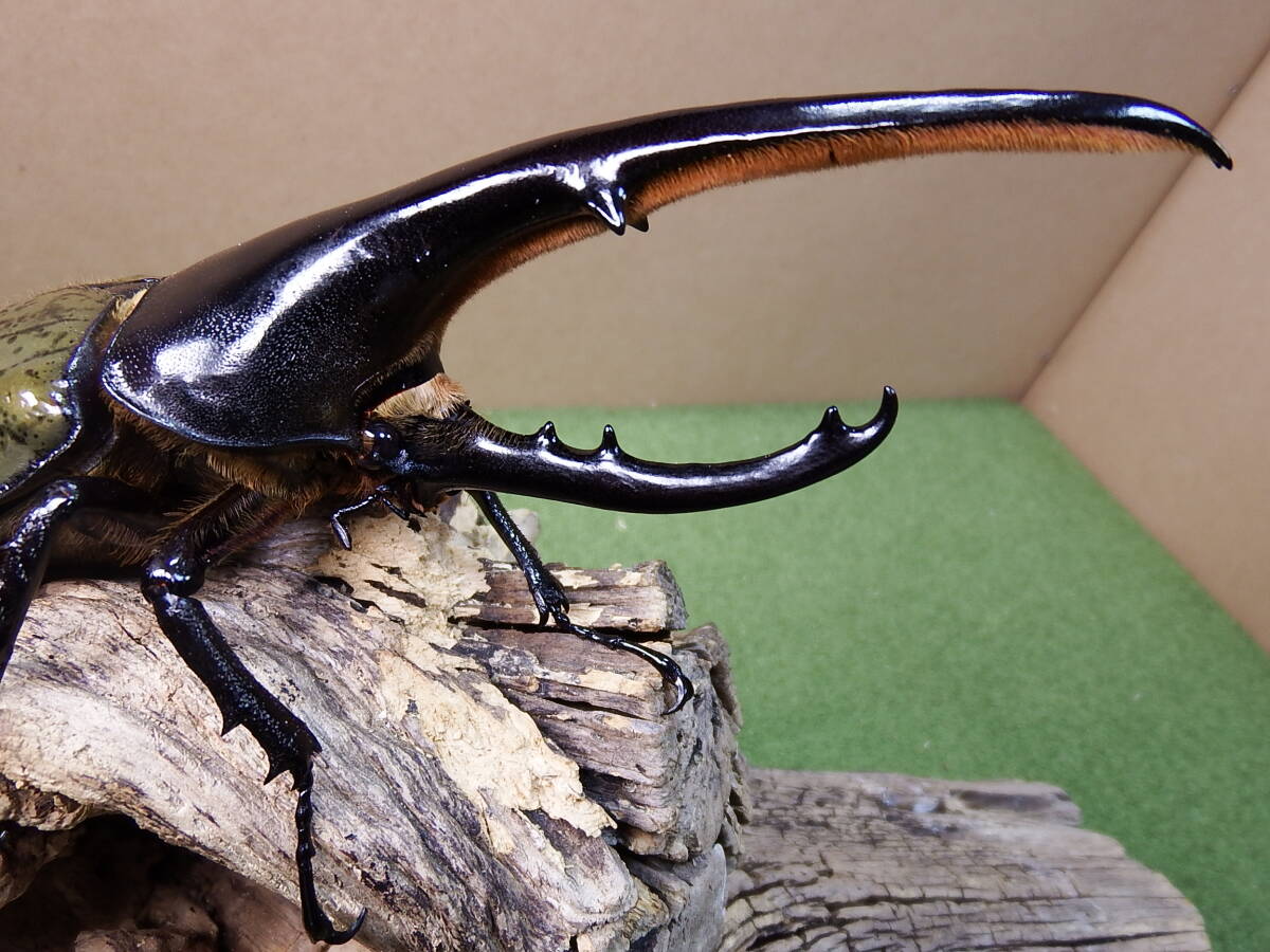 Yahoo!オークション - DHヘラクレス ♂157mm ヘラクレスオオカブト