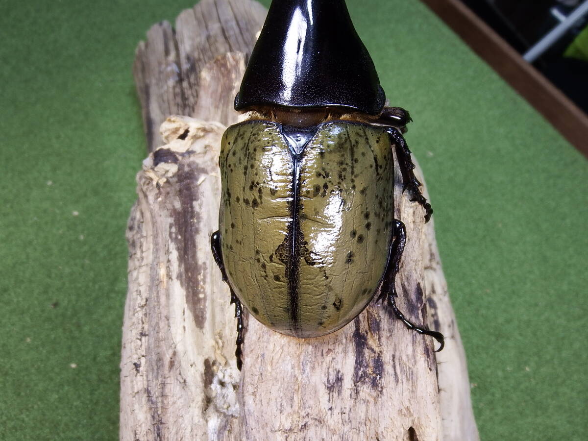 Yahoo!オークション - DHヘラクレス ♂157mm ヘラクレスオオカブト