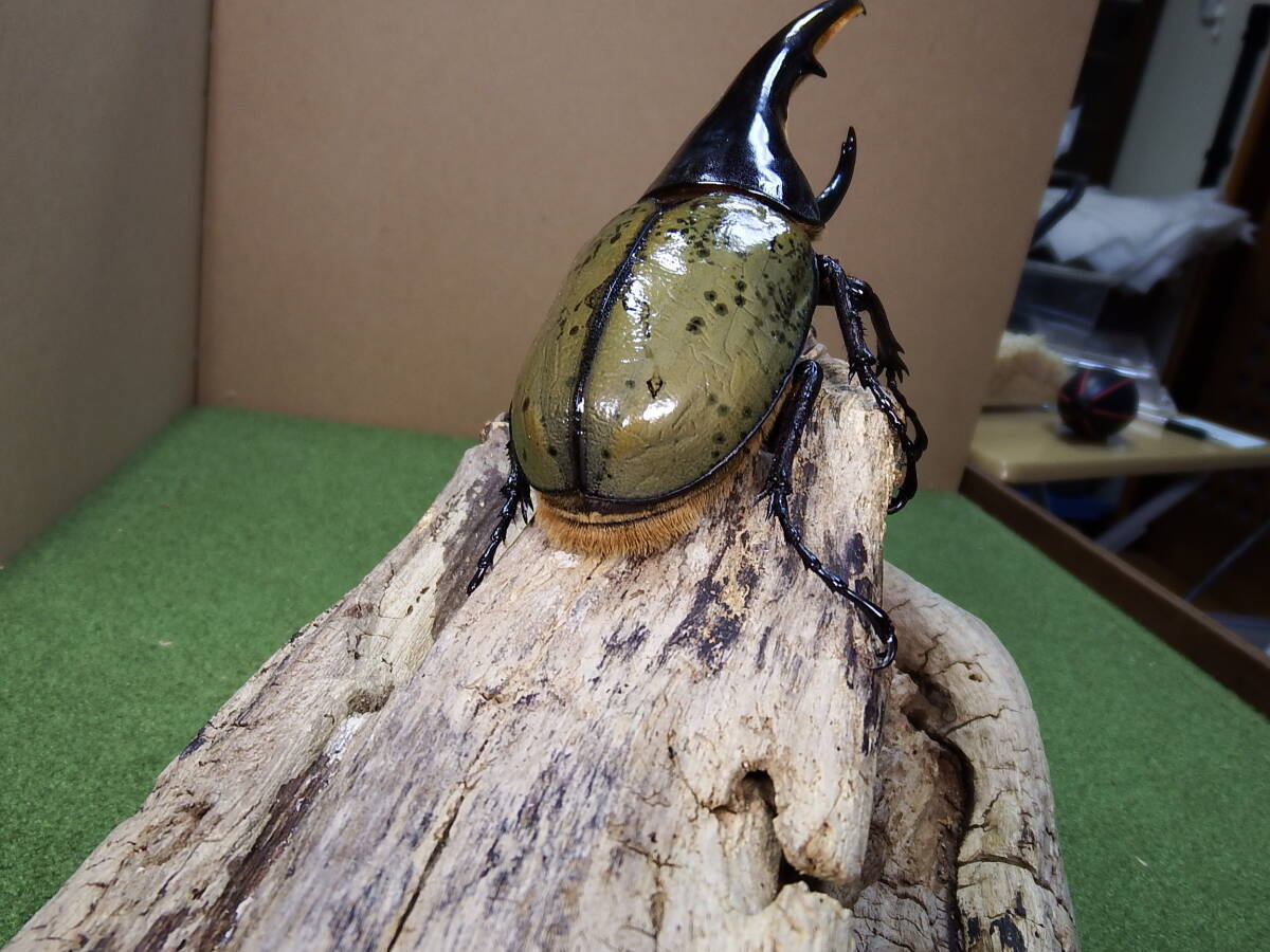 Yahoo!オークション - DHヘラクレス ♂157mm ヘラクレスオオカブト