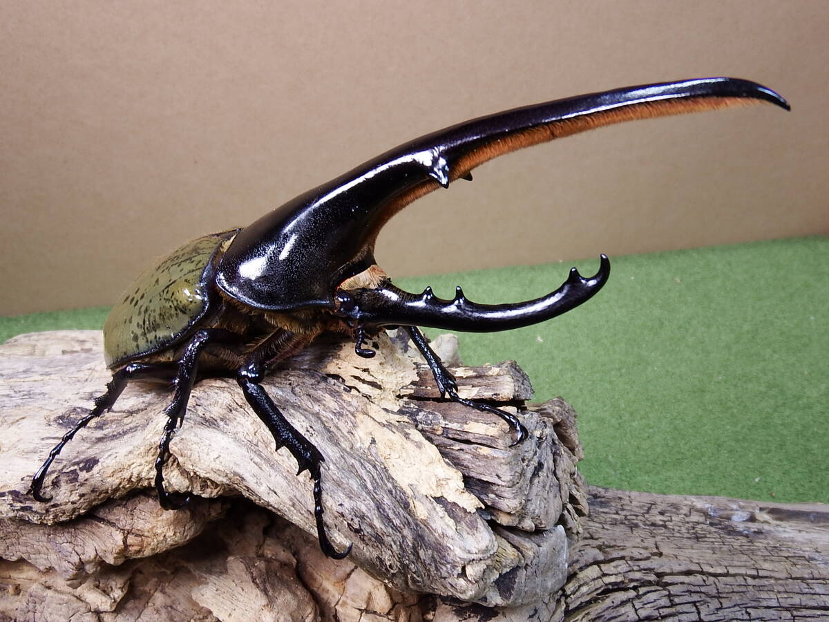 Yahoo!オークション - DHヘラクレス ♂157mm ヘラクレスオオカブト