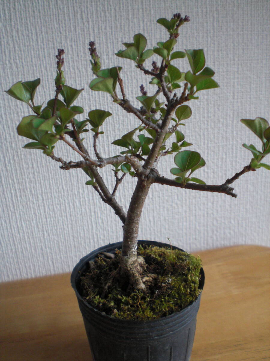 Yahoo!オークション - 姫ライラック（リラ）良い香り