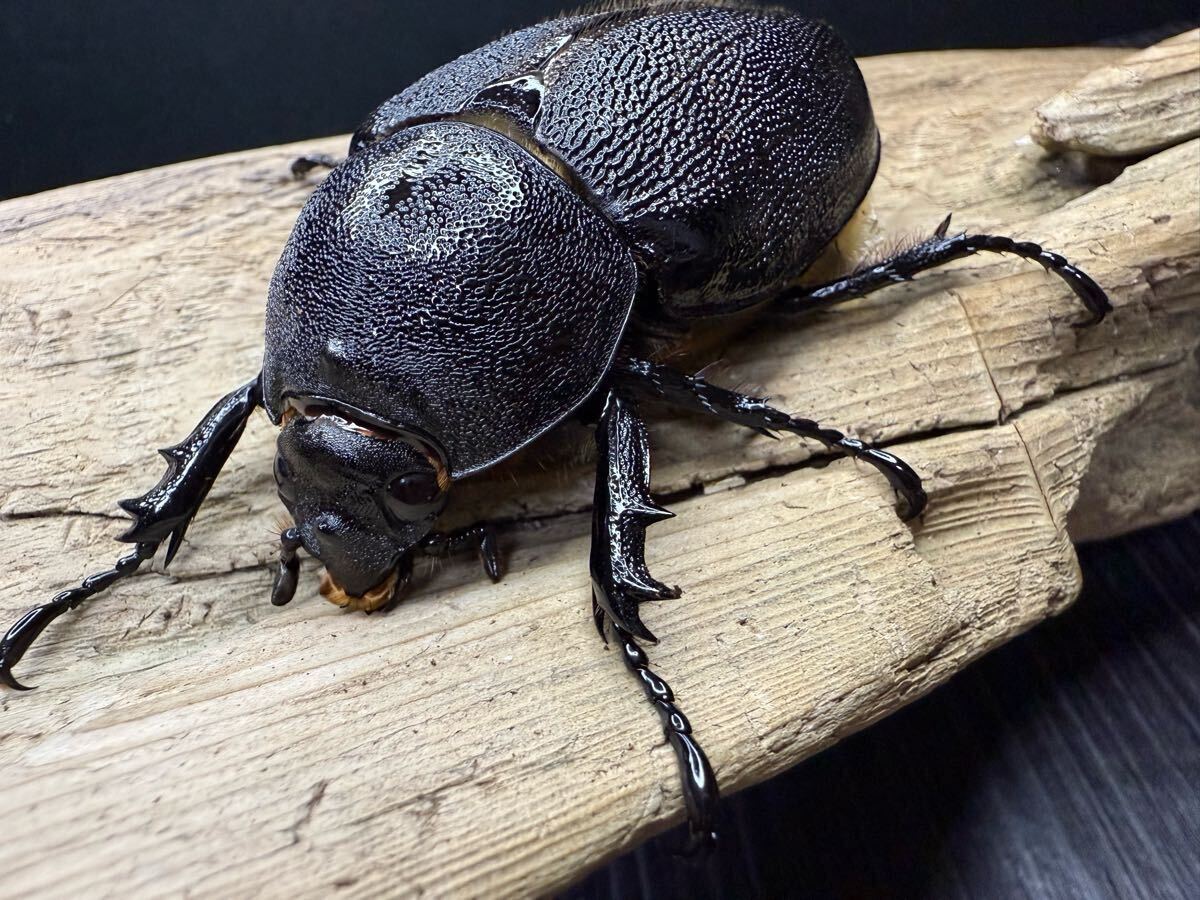 Yahoo!オークション - 【WF2】ネプチューンオオカブト エクアドル トゥ...