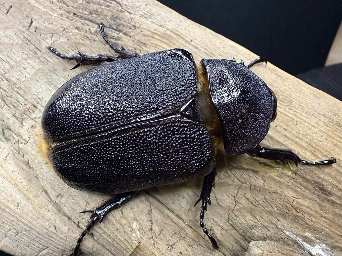 Yahoo!オークション - 【WF2】ネプチューンオオカブト エクアドル トゥ...