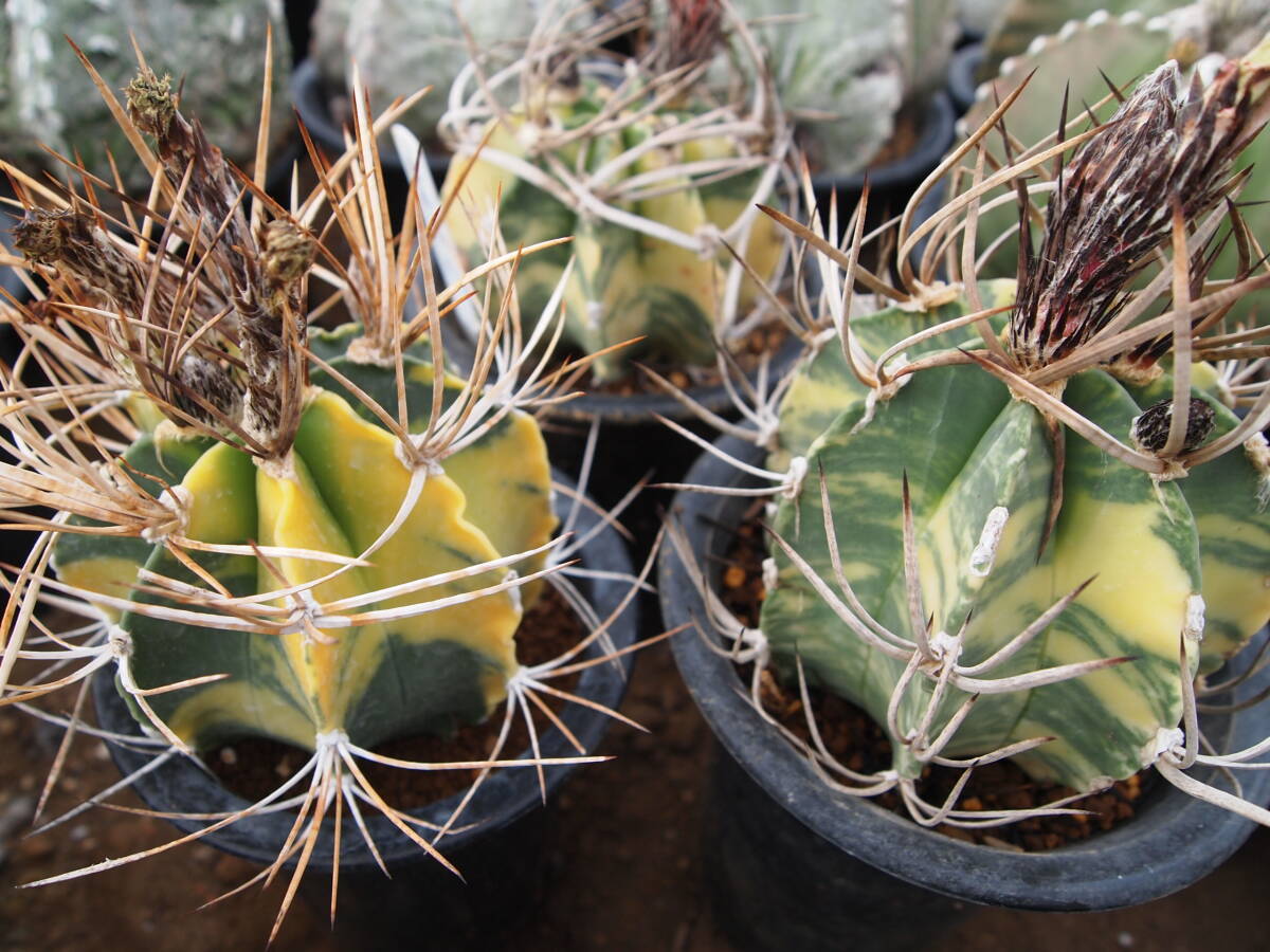 Yahoo!オークション - サボテン種子 大鳳錦 30粒 2527